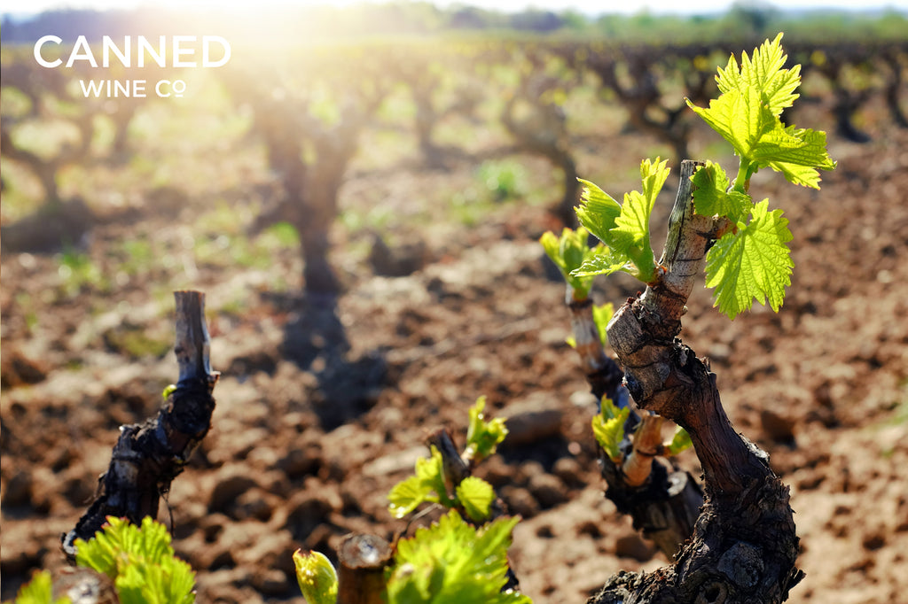 A quick guide to spring in the vineyard: The birth of a new vintage